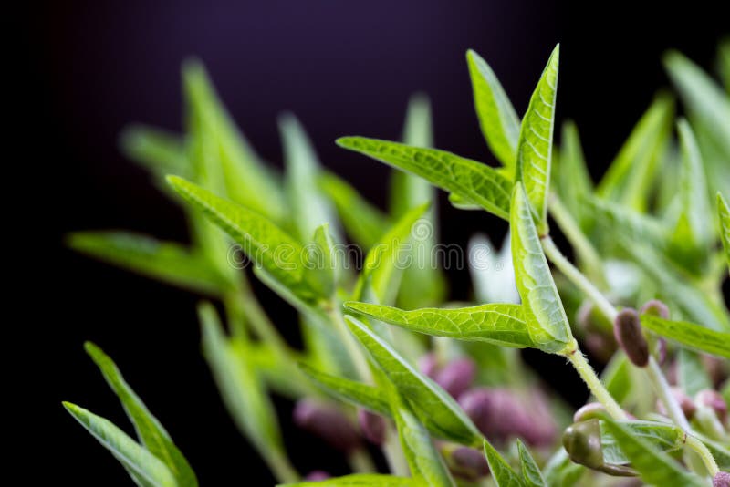 Green soybean sprouts stock image. Image of natural, information - 95992891