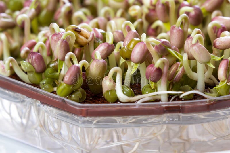 Green soybean sprouts stock image. Image of nutrition - 95989883