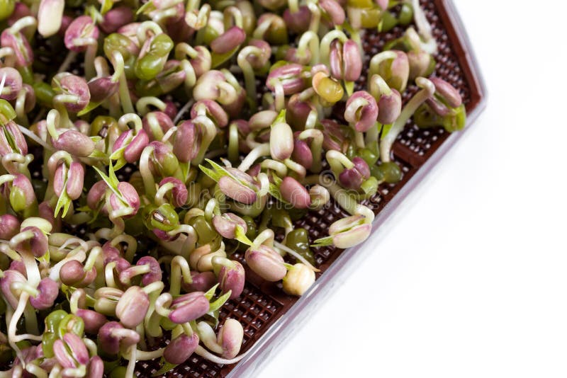 Green soybean sprouts stock image. Image of growing, meal - 95990529