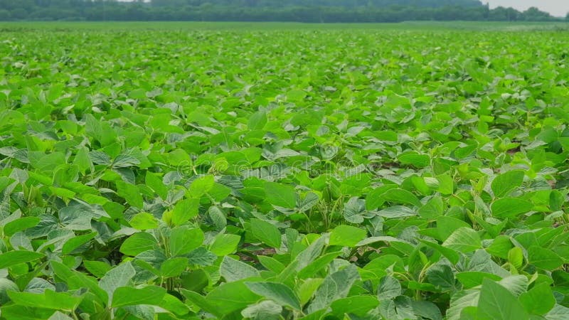 Green Soybeans in a Farmers Field. Soybean a Plantation. Glycine Max ...