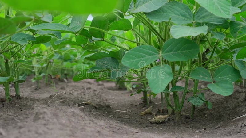 Green Soybeans in a Farmers Field. Soybean a Plantation. Glycine Max ...