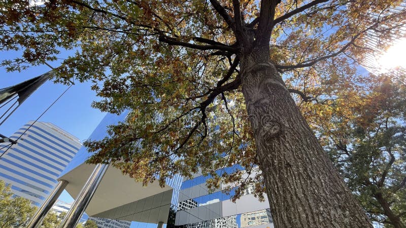 Green Space in a Congested Urban City Environment Stock Photo - Image ...