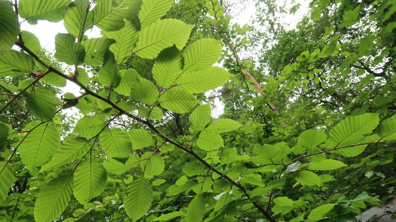 Green Space and the Spring / Summer Nature Stock Image - Image of ...