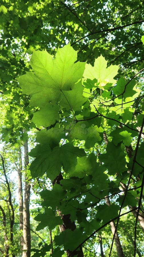 Green Space and the Spring / Summer Nature Stock Image - Image of ...