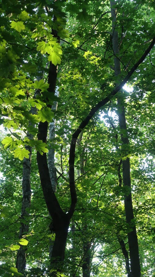 Green Space and the Spring / Summer Nature Stock Photo - Image of ...