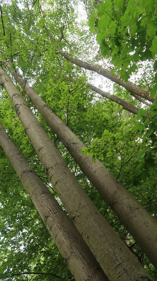 Green Space and the Spring / Summer Nature Stock Image - Image of ...