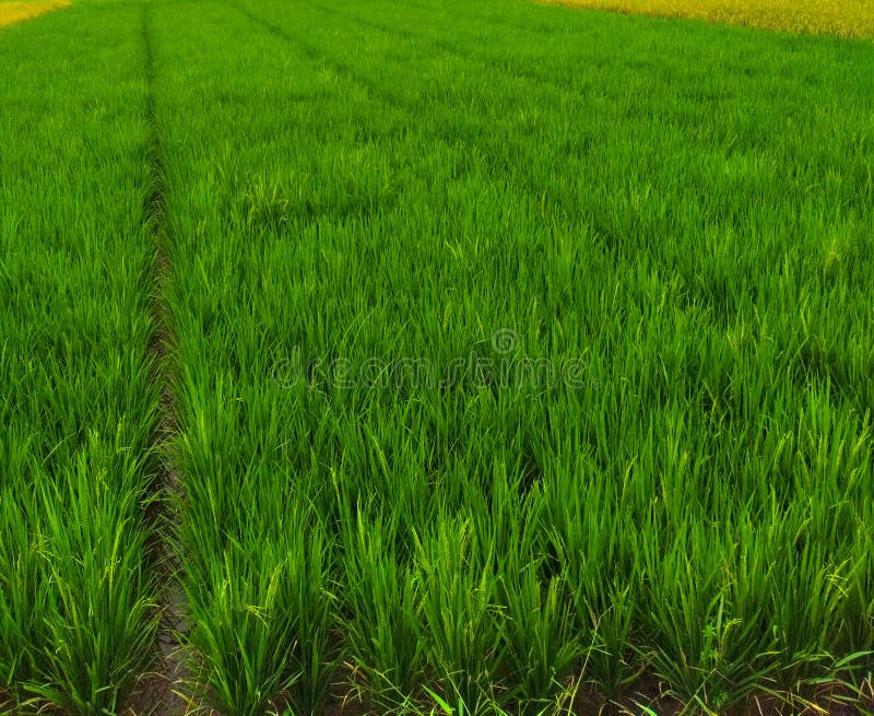 Green and Spacious Rice Fields Stock Photo - Image of season, food ...