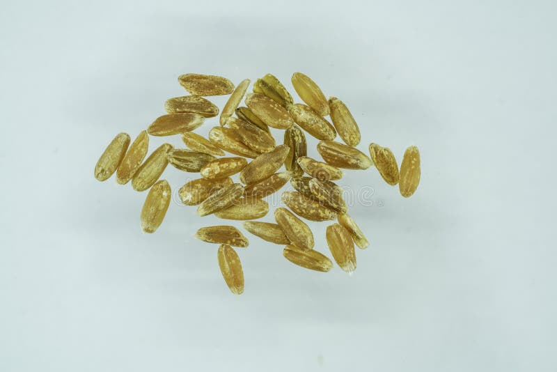 Green Spelt is the Grain of Spelled Stock Photo - Image of health ...