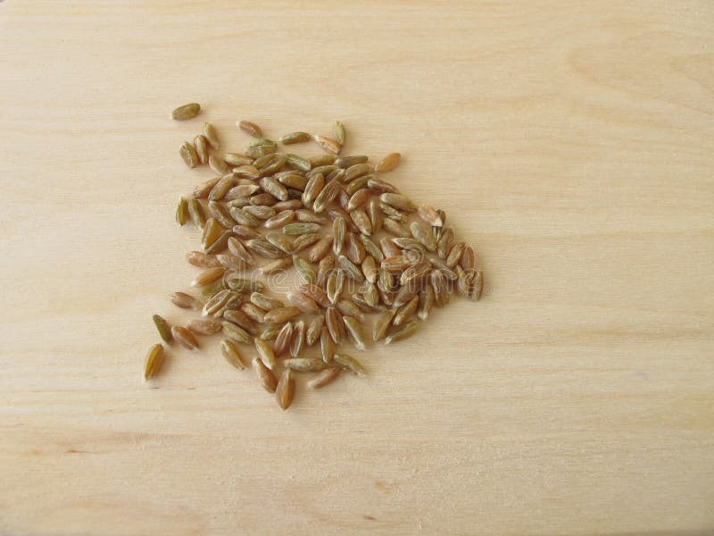 Unripe spelt grain stock photo. Image of grain, diet - 20533062