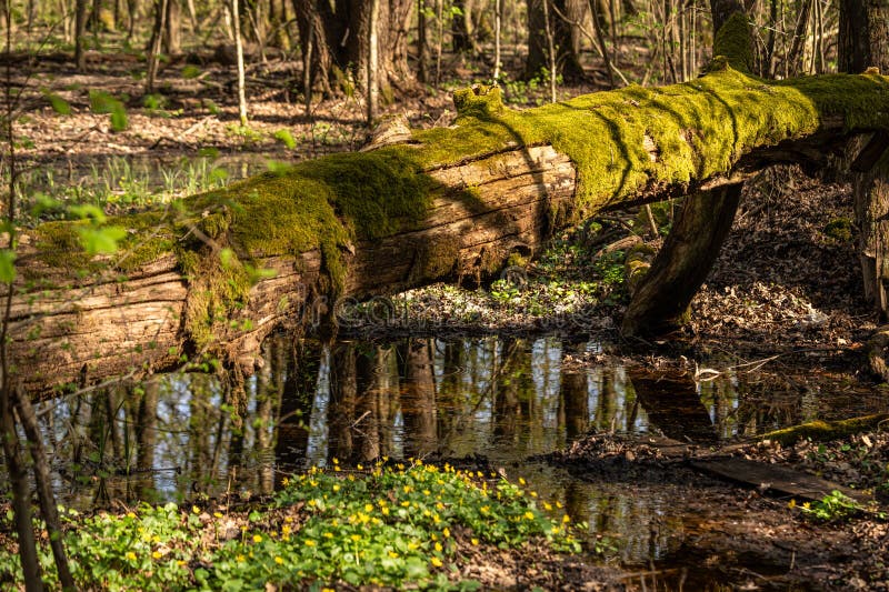 Green Sphagnum Moss Carpets a Fallen Log Over a Stream in the Forest ...