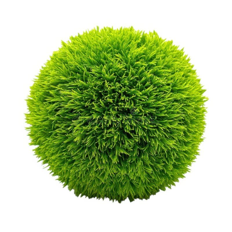 Green Spherical Plant Topiary on White Background Stock Illustration ...