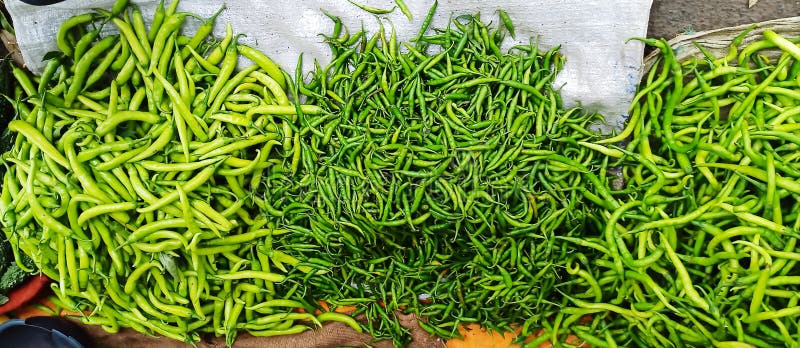 Green Spicy Chilli Indian Food Spicy Item Stock Image - Image of field ...