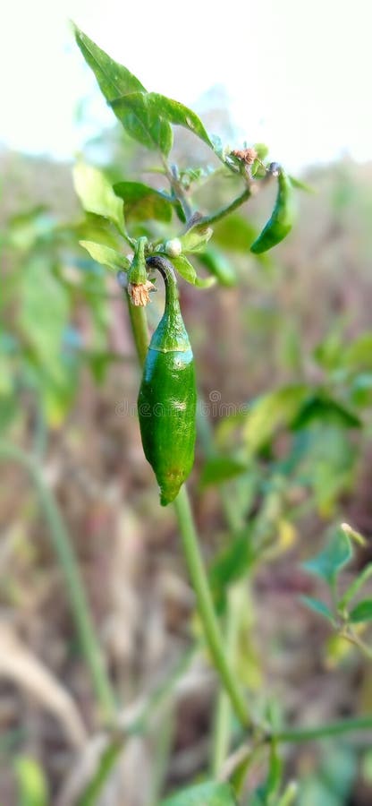 Green Spicy Vegetables Chilli Village Stock Image - Image of green ...
