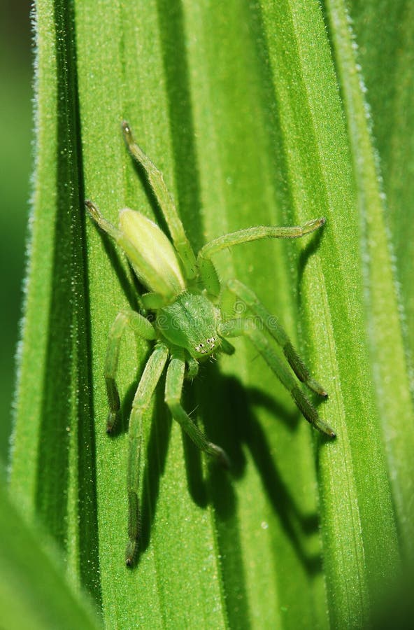 Green spider stock photo. Image of body, spider, green - 19417254