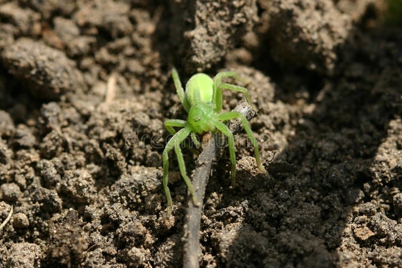 Bright green spider stock image. Image of spider, arachnid - 10985615