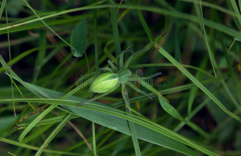 Green spider in grass stock image. Image of white, natural - 84587175