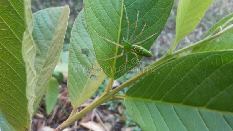 The Spider and Its Web on the Guava Tree. Stock Image - Image of insect ...