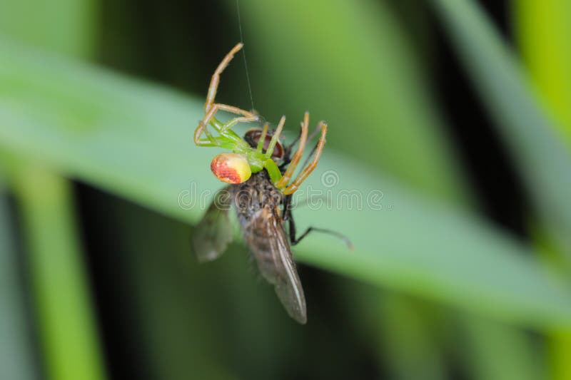 A Green Spider with a Hunted Fly. Stock Photo - Image of prey, trap ...