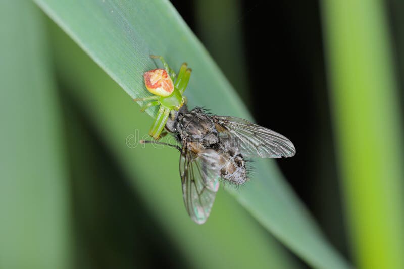 A Green Spider with a Hunted Fly. Stock Photo - Image of prey, spider ...