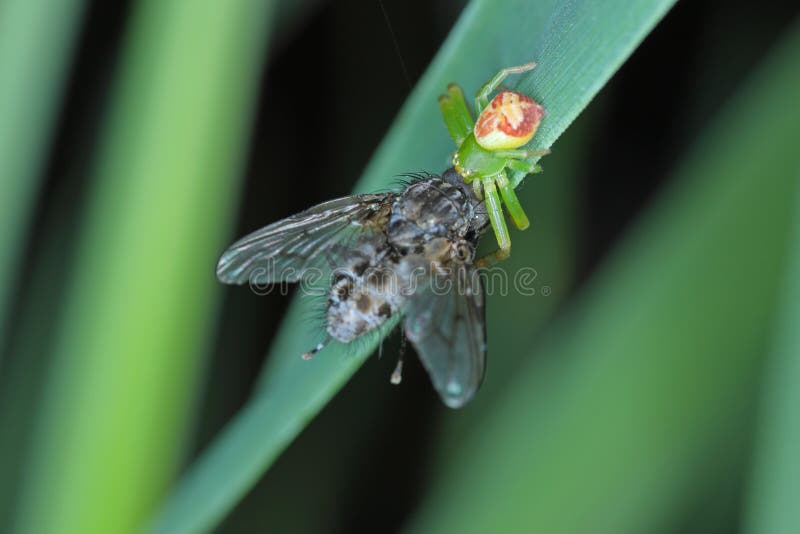 A Green Spider with a Hunted Fly. Stock Image - Image of hunting ...