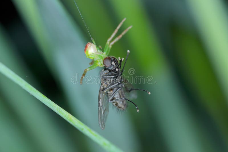 A Green Spider with a Hunted Fly. Stock Photo - Image of concept ...