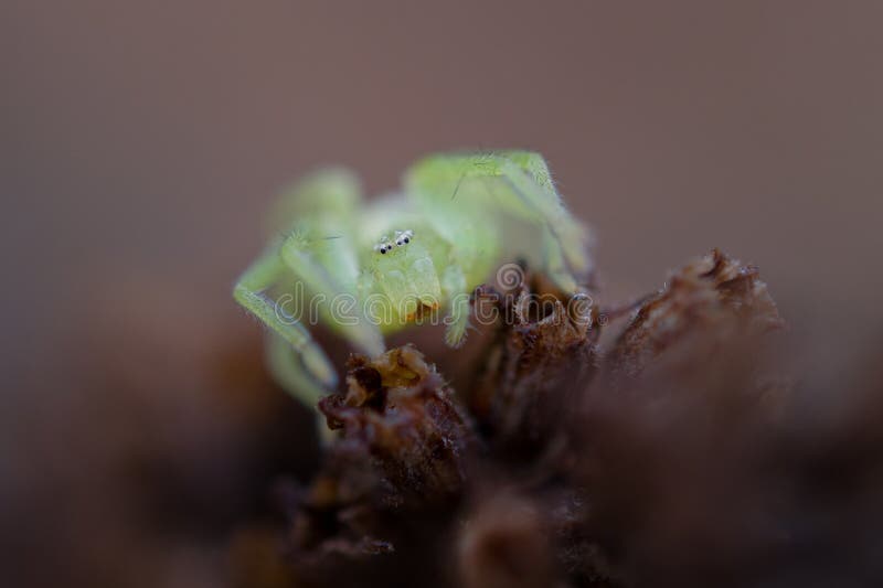 Green spider stock photo. Image of predator, green, animal - 273107942