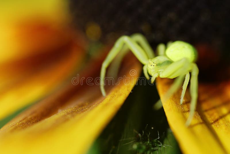 Green spider stock image. Image of leaf, nature, predator - 34223951