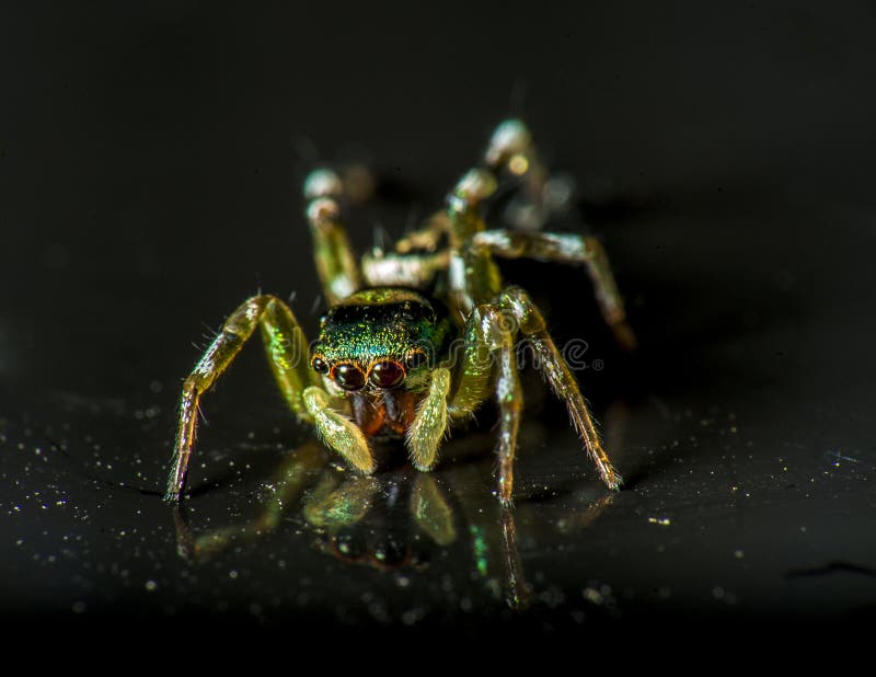 Green Spider stock image. Image of indoor, insect, flash - 97077553