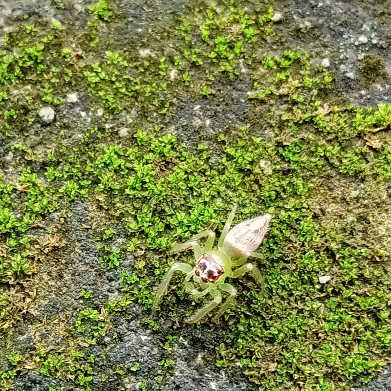 Green spider at moss stock photo. Image of forest, plant - 203864590