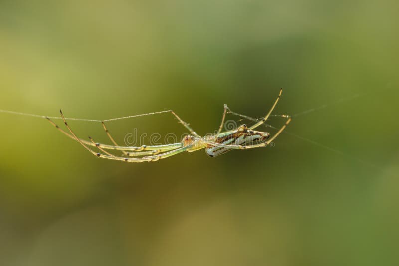 Green Spider on spider web stock photo. Image of carnivore - 64407550