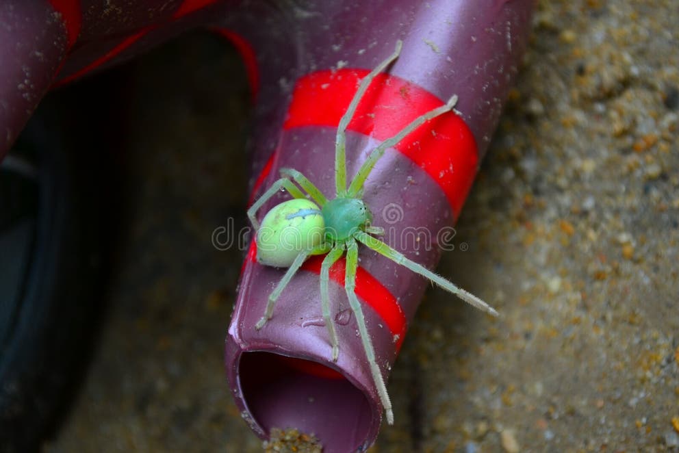Green Spider stock photo. Image of araneae, caecum, mesothelae - 97604586