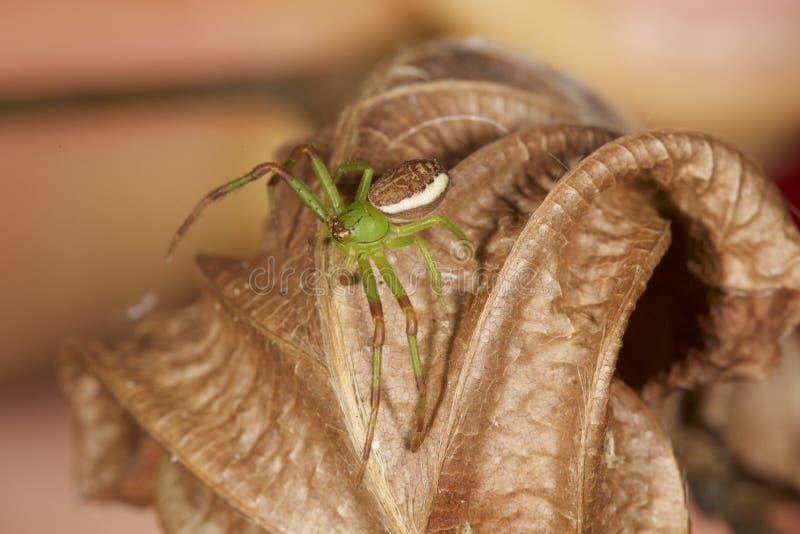 Green spider stock photo. Image of color, close, brown - 67356576
