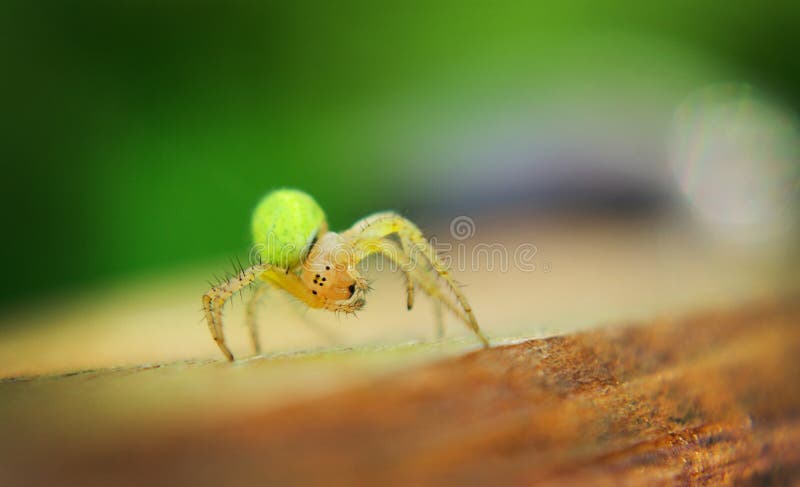 Green Spider Twisting on a Bench Stock Photo - Image of detail, closeup ...