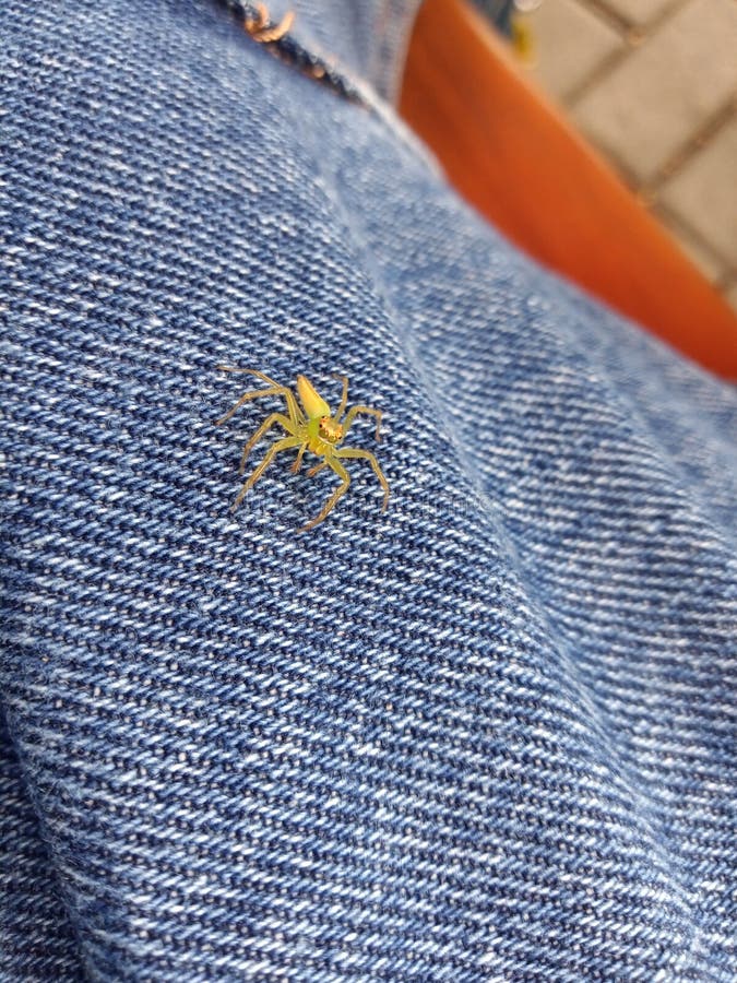 Green Spider Walking on Leg Stock Image - Image of araneae ...