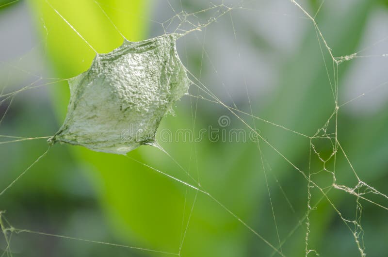 Green Spider Web with Capsule Stock Photo - Image of insect, texture ...