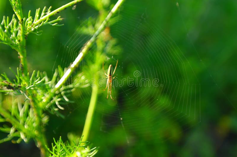 Green spider on the web stock photo. Image of eyes, mammal - 153384492