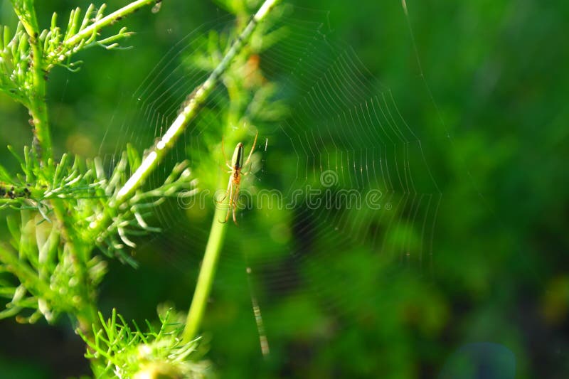 Green spider on the web stock photo. Image of domestic - 153385238
