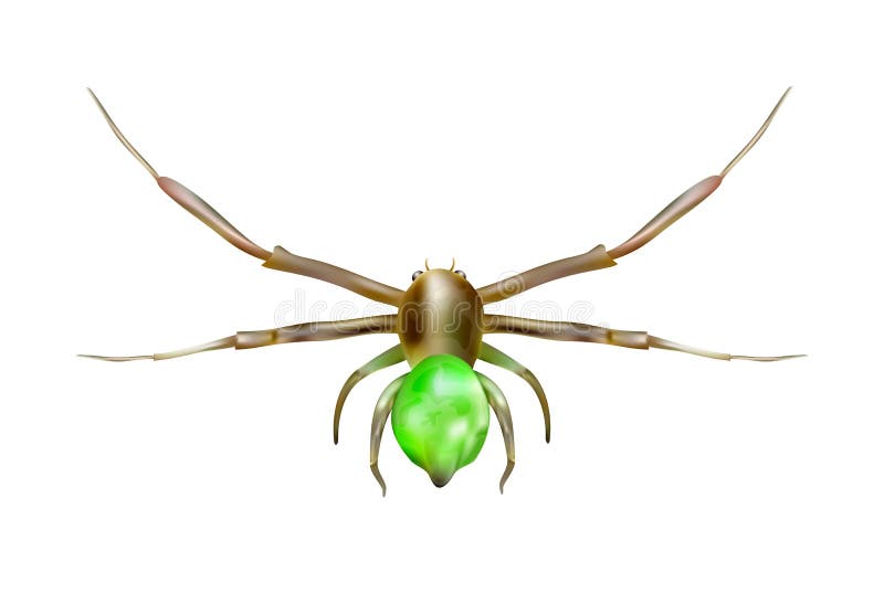 Green Spider Monkey Cartoon Digital Drawing Stock Illustration ...