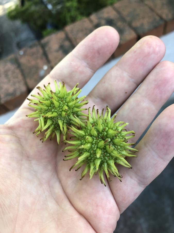 Green spike balls stock image. Image of wildflower, green - 314702679