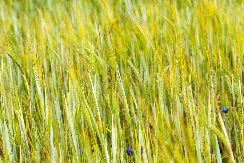 Green spike stock photo. Image of farmland, beauty, agricultural ...