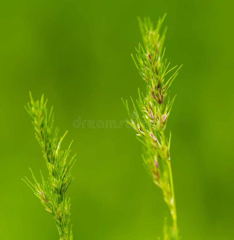 Green Spike on the Grass in Spring Stock Photo - Image of spike ...