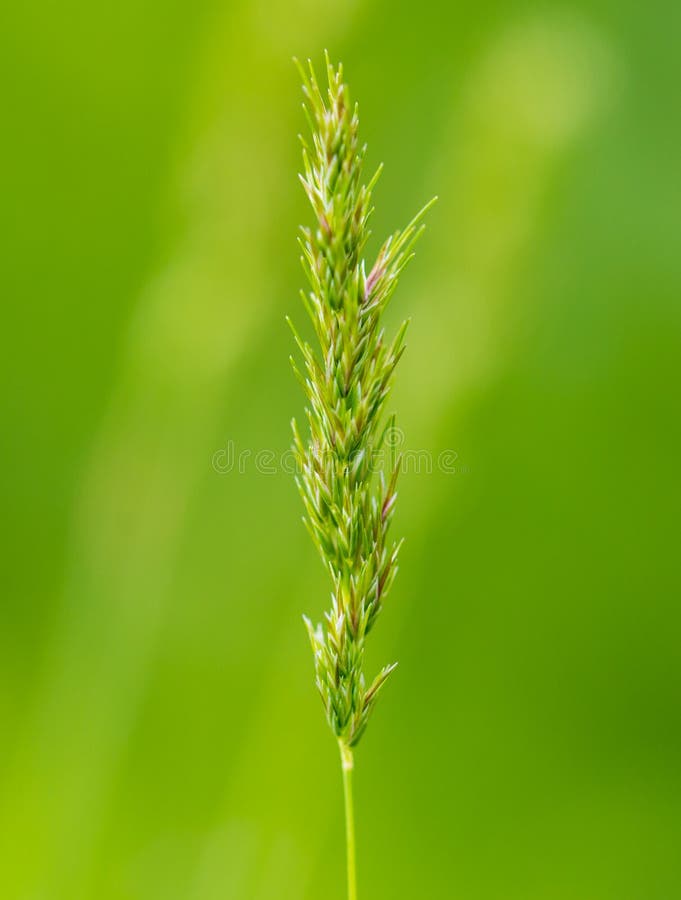 Green Spike on the Grass in Spring Stock Photo - Image of spike ...