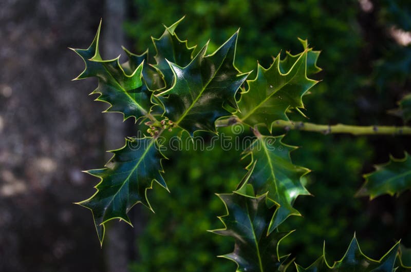 Green Spike Leaf in a Botanic Garden Stock Photo - Image of garden ...