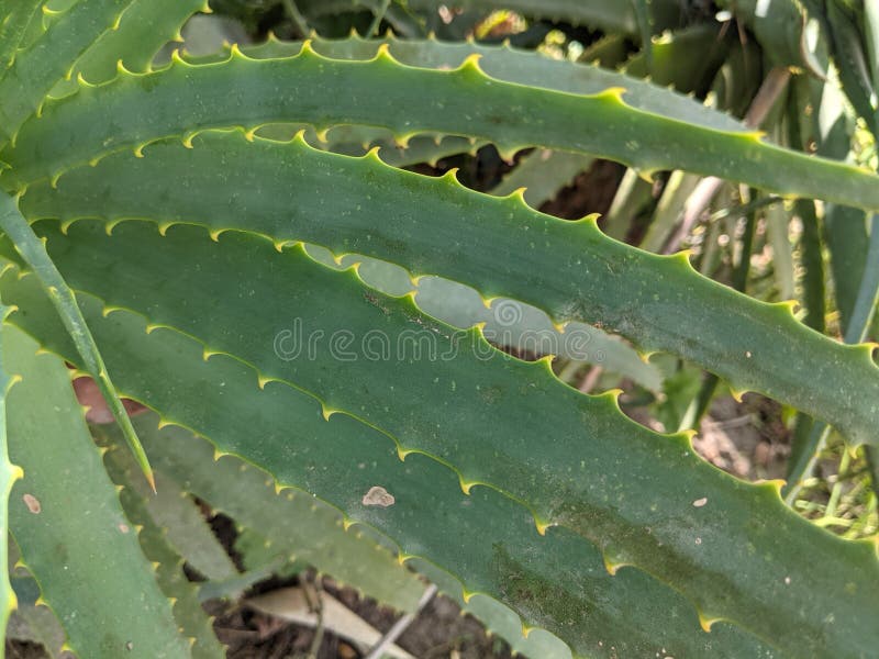Green Spike Plant Aloe Vera Stock Image - Image of thorns, leaf: 242768129