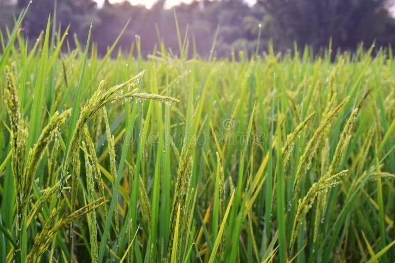 Green Spike Rice Field in Rice Farm for Background Stock Photo - Image ...