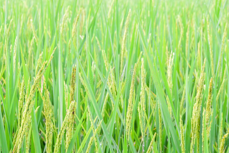 Green Spike Rice Field in Rice Farm for Background Stock Photo - Image ...