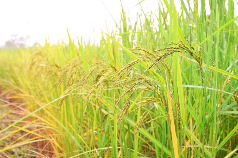 Green Spike Rice Field in Rice Farm Stock Photo - Image of green ...