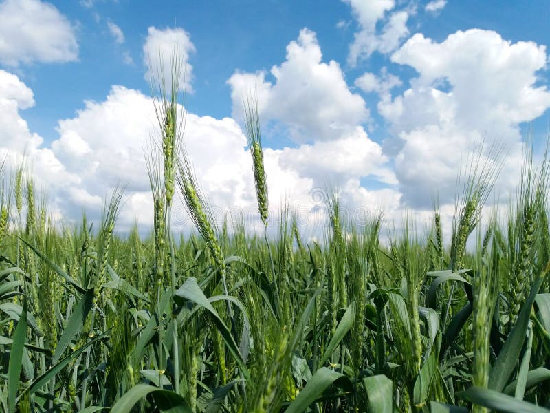 Green spike stock image. Image of clouds, spike, field - 152771547