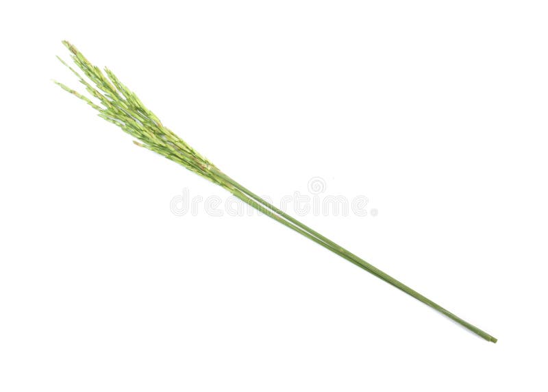 Green spike on white stock photo. Image of rural, seed - 90021846