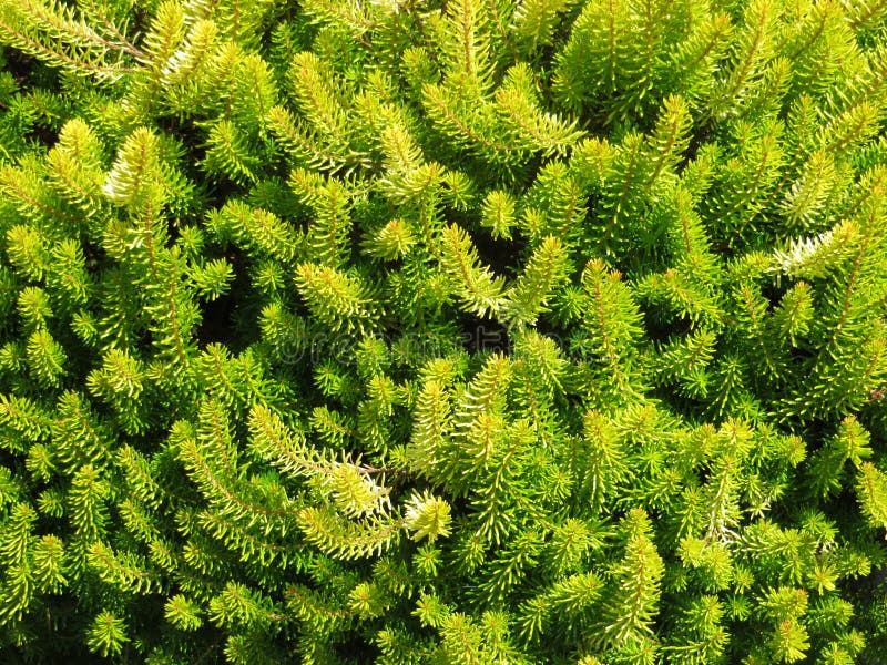 Green Spikes stock image. Image of evergreen, globe, bright - 71853743
